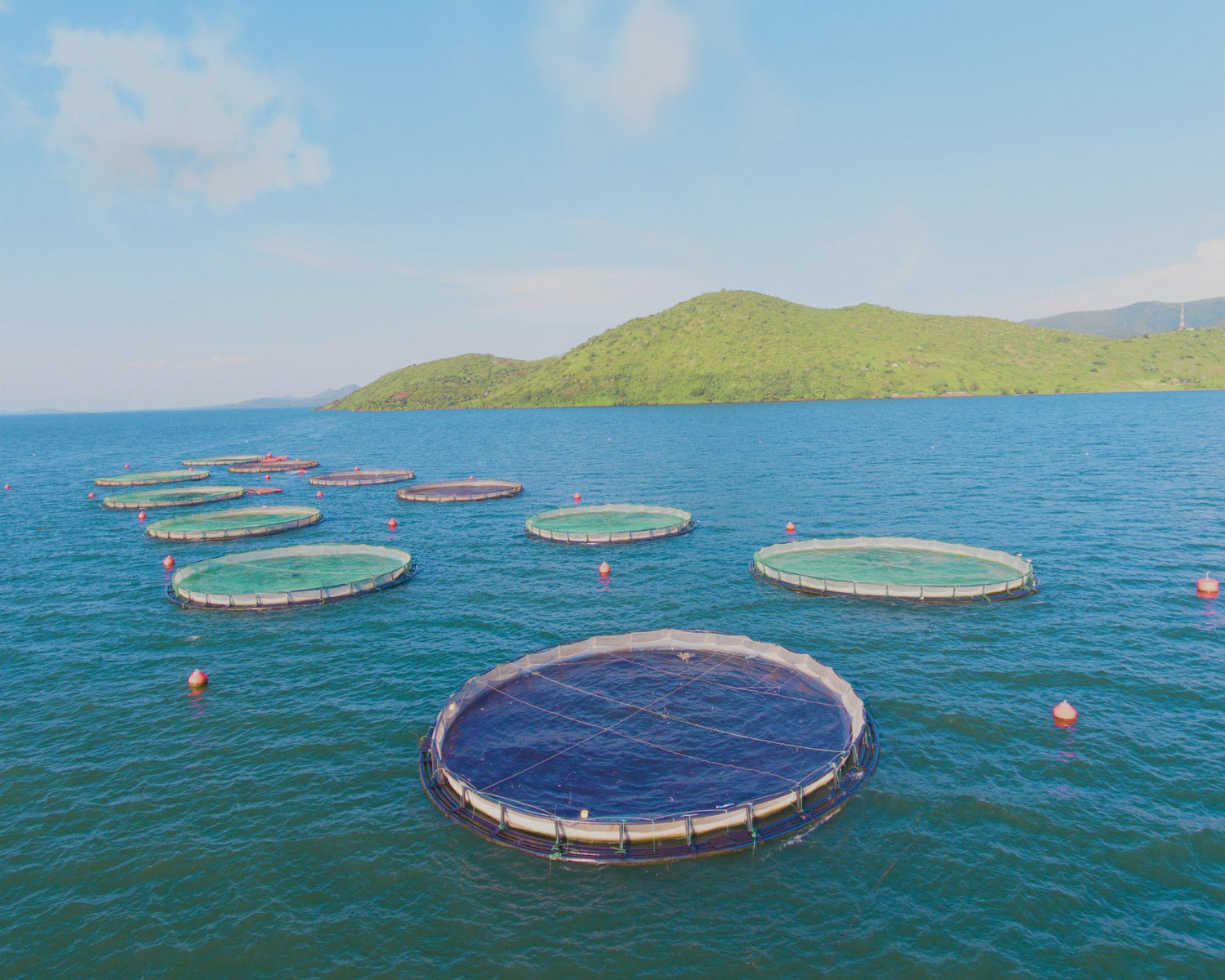 Kenya's Finest Fish delivered to your doorstep – VICTORY FRESH