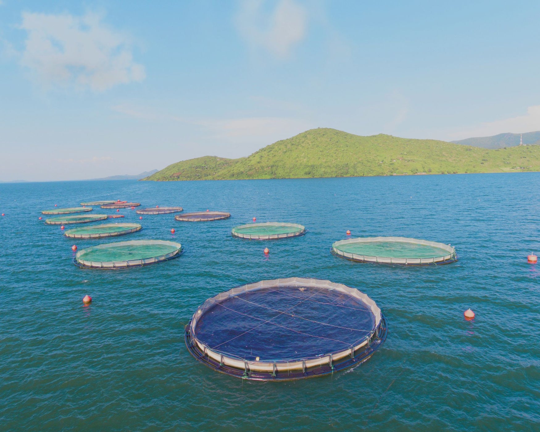 Kenya's Finest Fish delivered to your doorstep – VICTORY FRESH