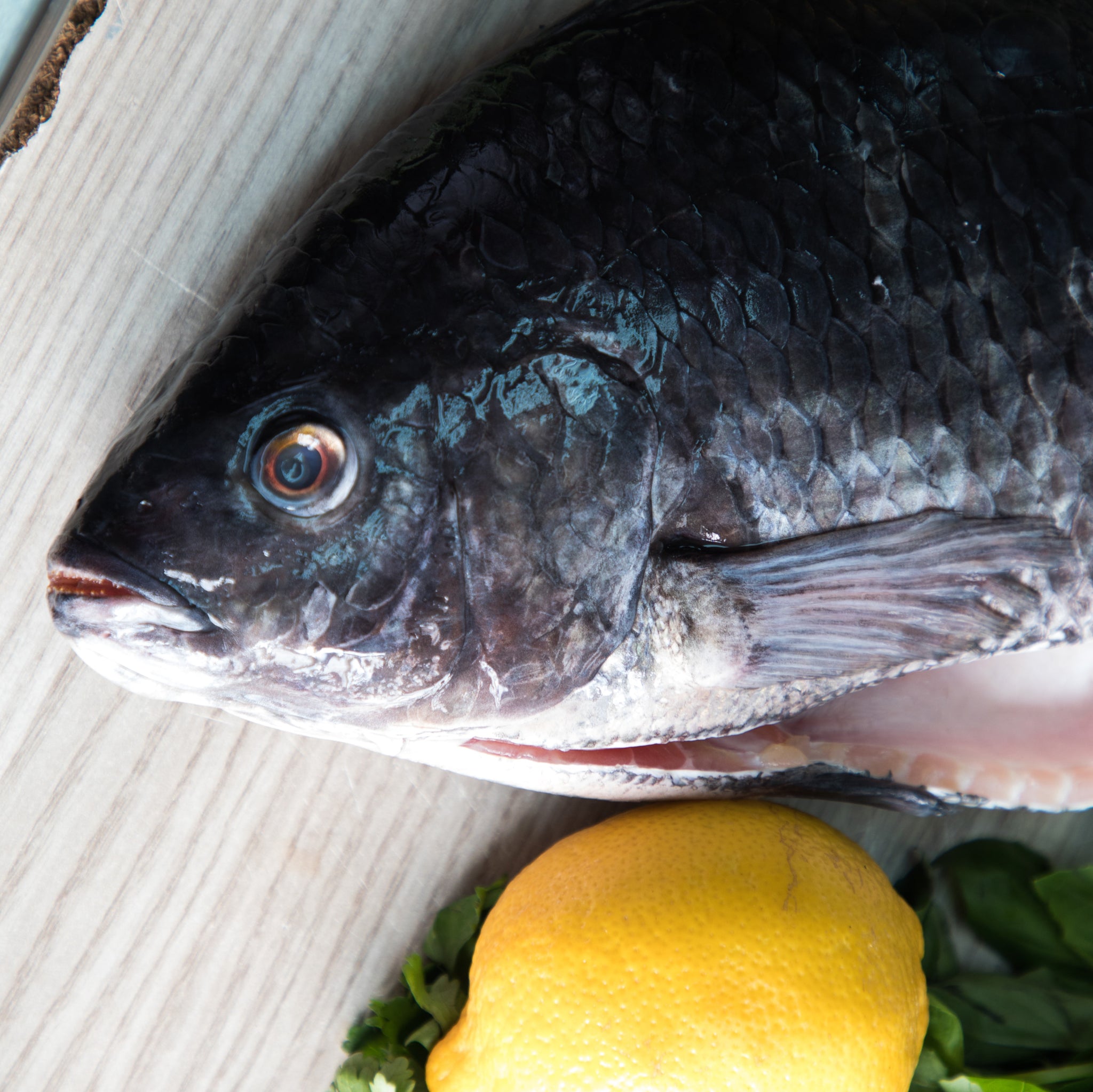 Tilapia Whole Box – VICTORY FRESH